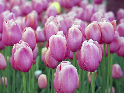 Tulipas: Cores, Características, Espécies, Fotos e Informações